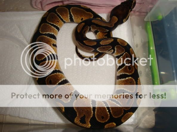 W Midlands - 2011 normal Royal Python (female) and one male | Reptile ...
