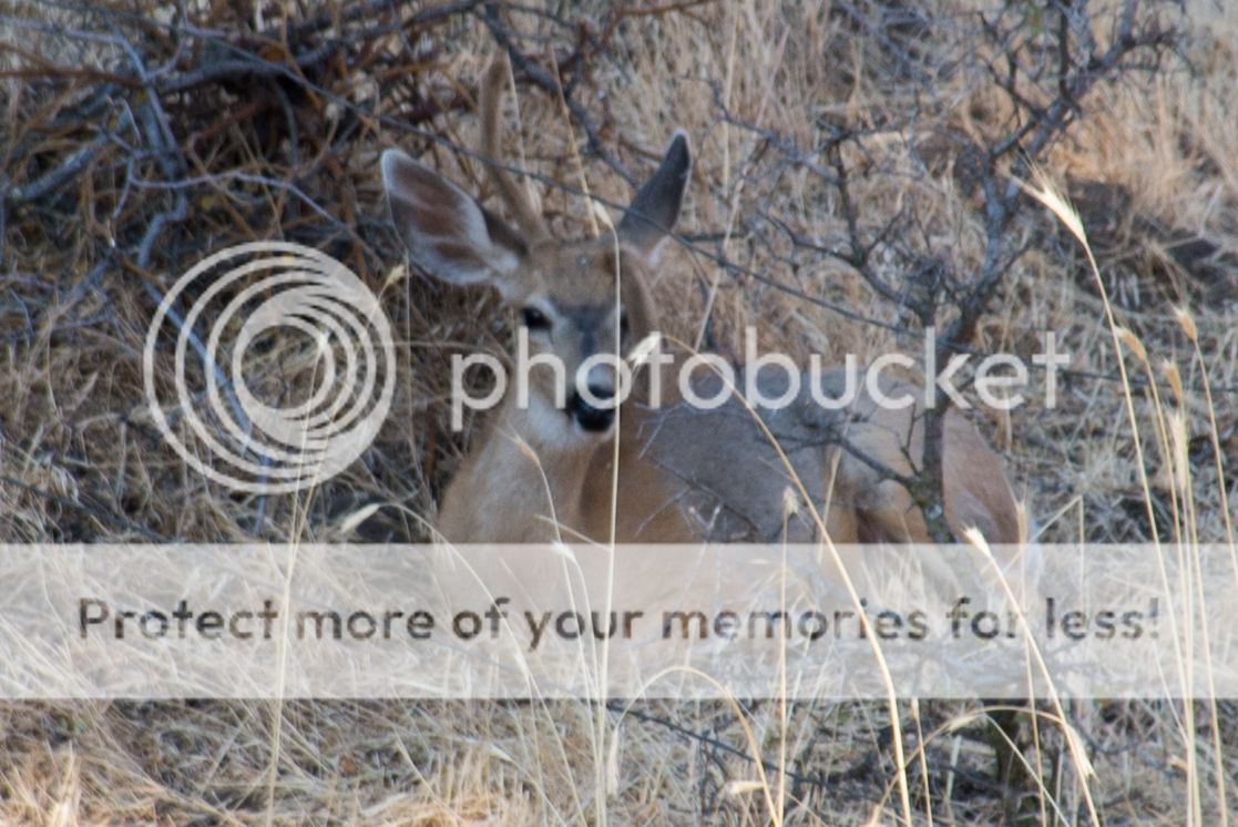 Our local hawk | Smith & Wesson Forum – The Community for S&W ...