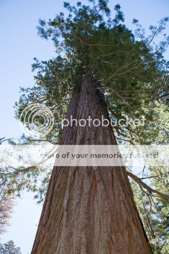 Big trees. Really big trees.
