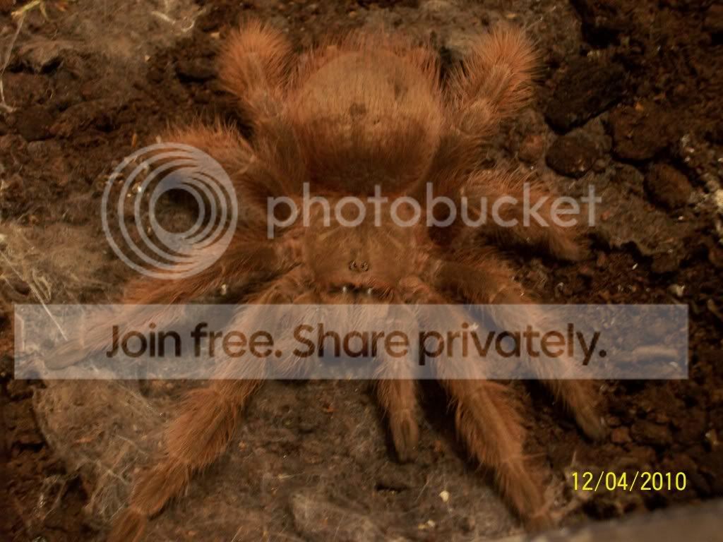 Nhandu tripepii | Reptile Forums