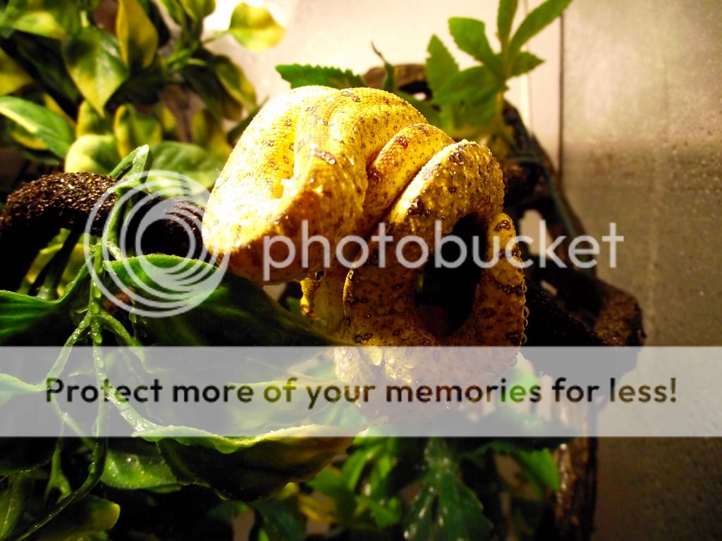 Green Tree Python colour changes? | Reptile Forums