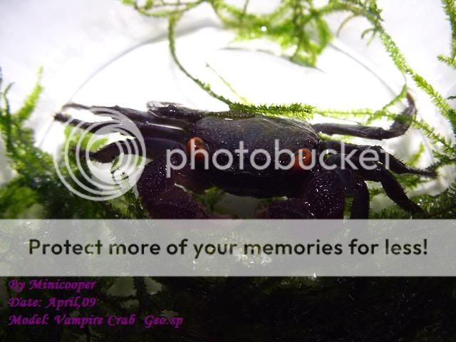 My Geosesarma collections IV